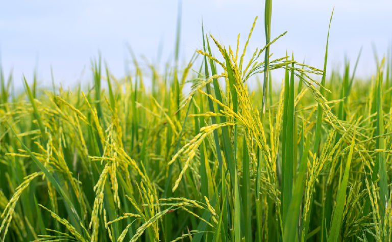 The Concept of Rizq is so Beautiful – TheNoor | A Shariah Inspired and ...